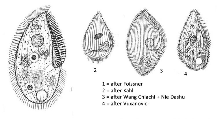 Blepharisma coeruleum – Real Micro Life