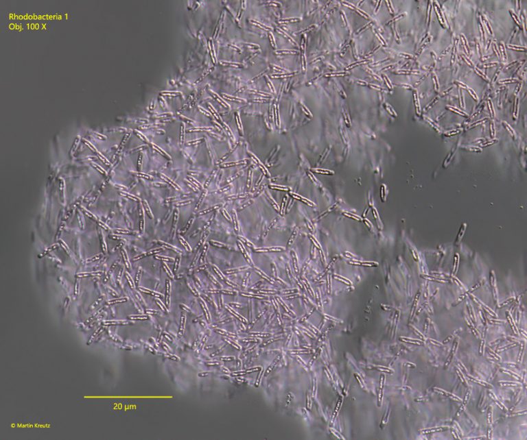Rhodobacteria 1 – Real Micro Life