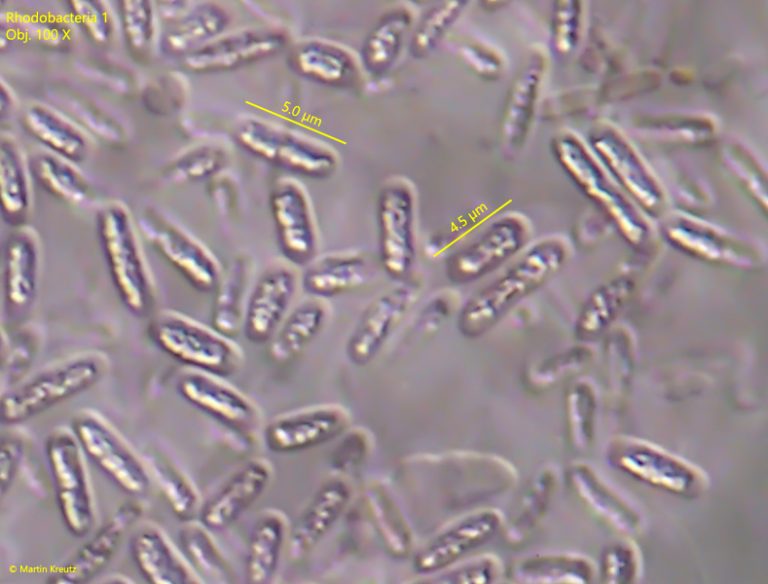 Rhodobacteria 1 – Real Micro Life