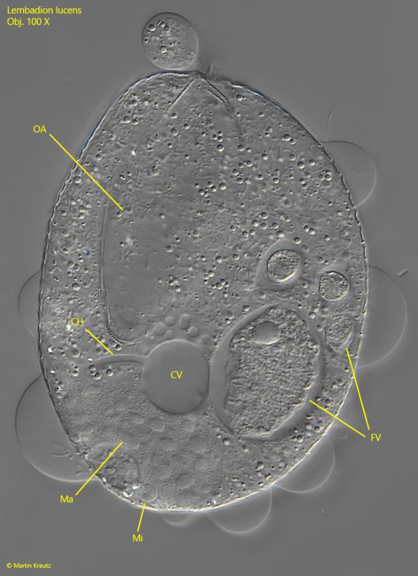 Lembadion lucens – Real Micro Life