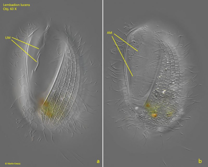 Lembadion lucens – Real Micro Life