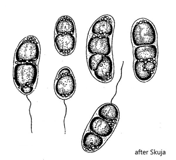 Macromonas mobilis – Real Micro Life