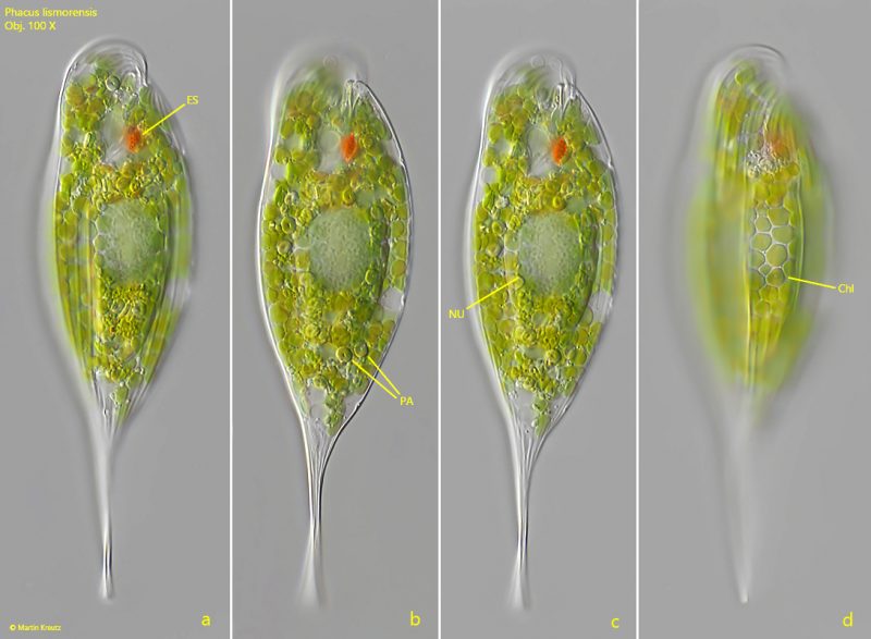 Phacus lismorensis – Real Micro Life