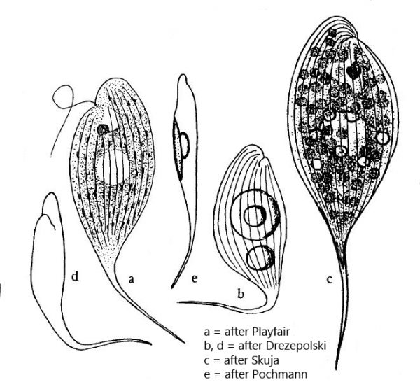 Phacus lismorensis – Real Micro Life