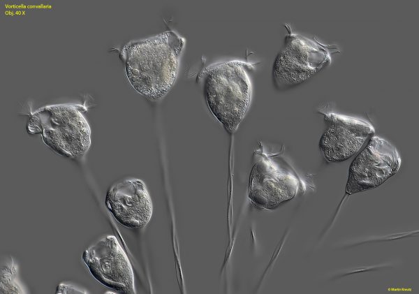 Vorticella convallaria – Real Micro Life