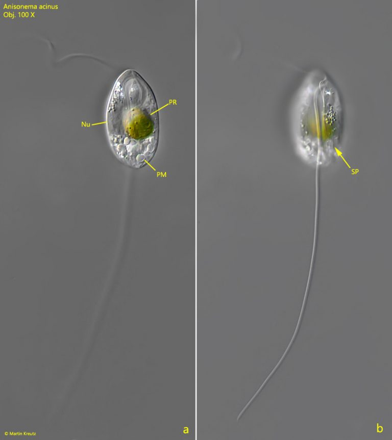 Anisonema acinus – Real Micro Life