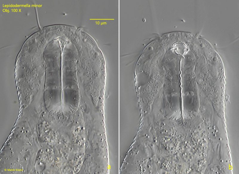 Lepidodermella minor – Real Micro Life