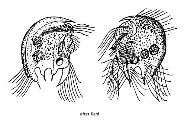 Saprodinium mimeticum – Real Micro Life