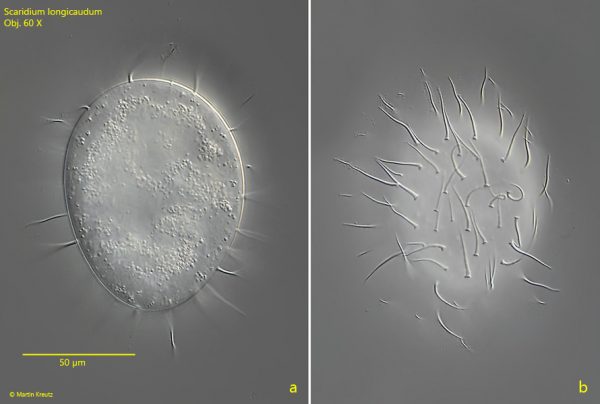 Scaridium longicaudum – Real Micro Life
