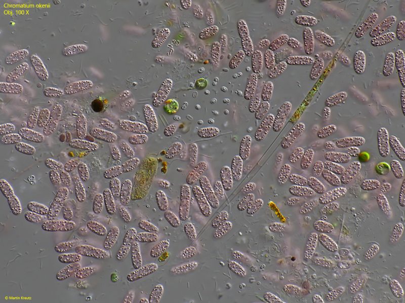 Chromatium okenii – Real Micro Life