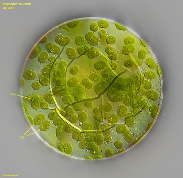 Eremosphaera viridis – Real Micro Life