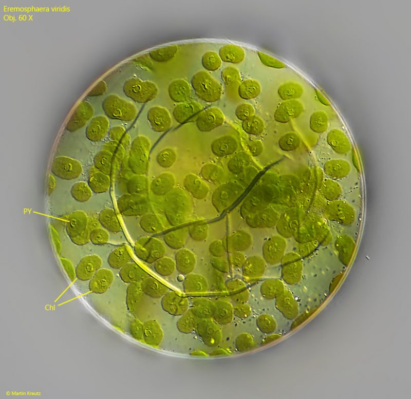 Eremosphaera viridis – Real Micro Life