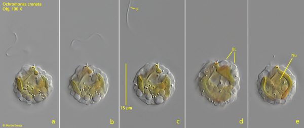 Ochromonas crenata – Real Micro Life