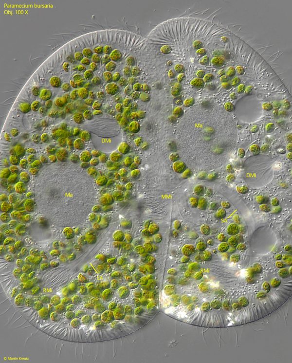 Paramecium bursaria – Real Micro Life