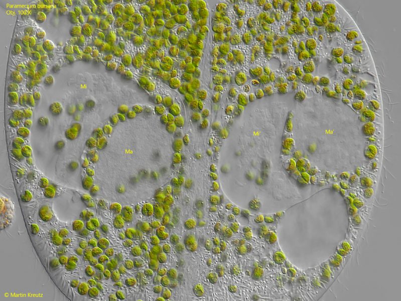 Paramecium bursaria – Real Micro Life