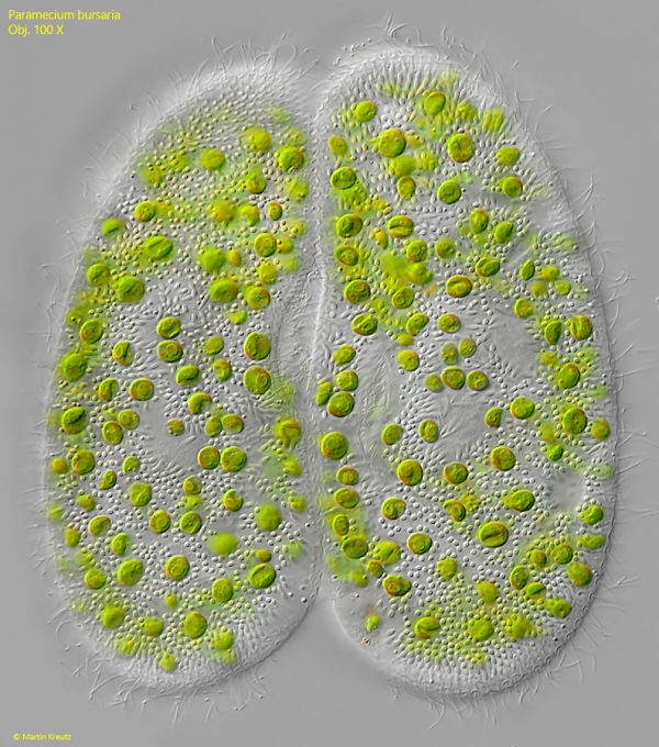 Paramecium bursaria – Real Micro Life