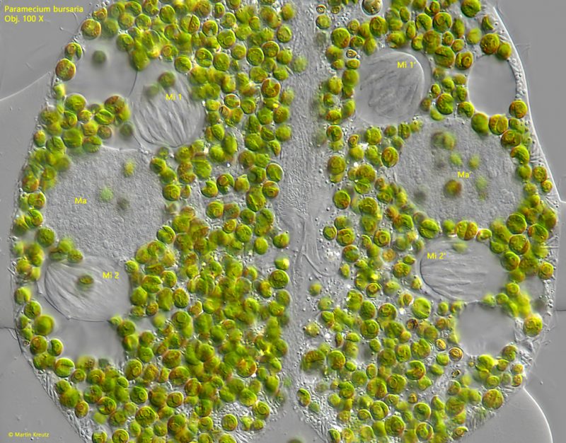 Paramecium bursaria – Real Micro Life