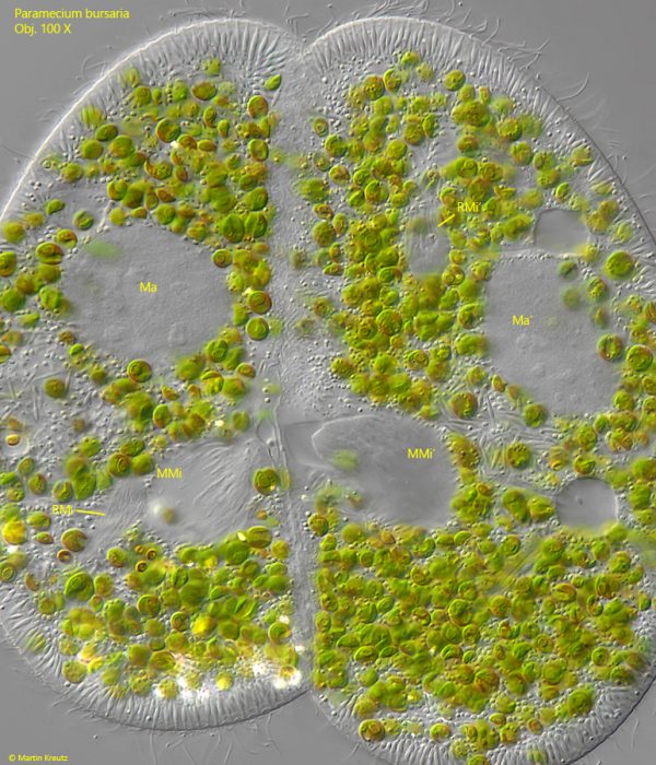Paramecium bursaria – Real Micro Life