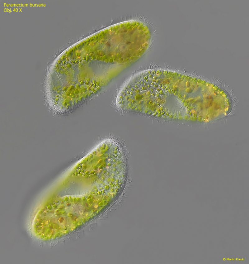 Paramecium bursaria – Real Micro Life