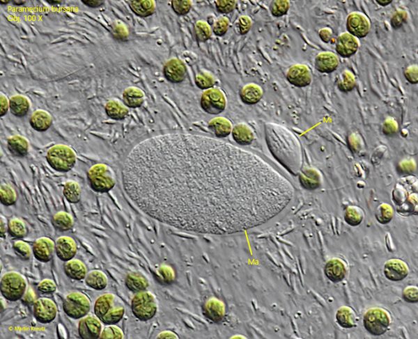 Paramecium bursaria – Real Micro Life