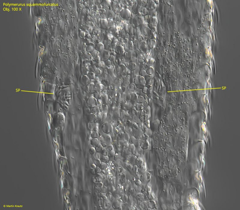 Polymerurus squammofurcatus – Real Micro Life