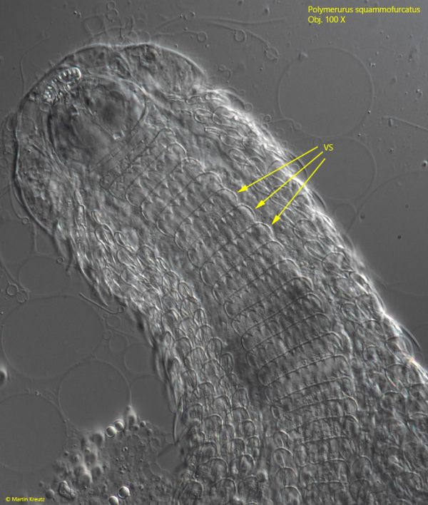 Polymerurus squammofurcatus – Real Micro Life