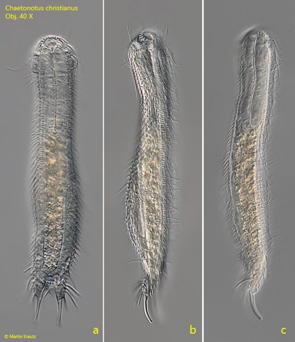 Chaetonotus christianus – Real Micro Life