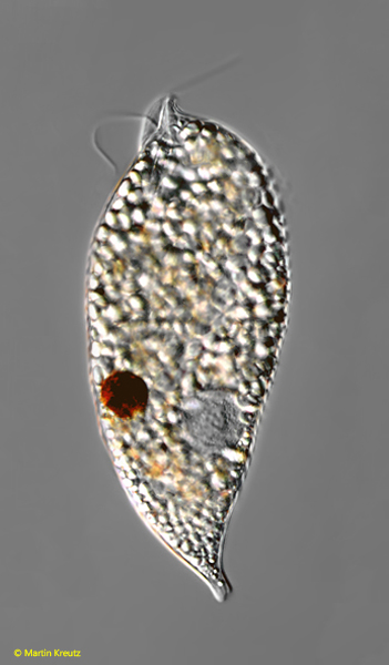 Eremosphaera-viridis-P4227944-Martin-Kreutz-1 – Real Micro Life