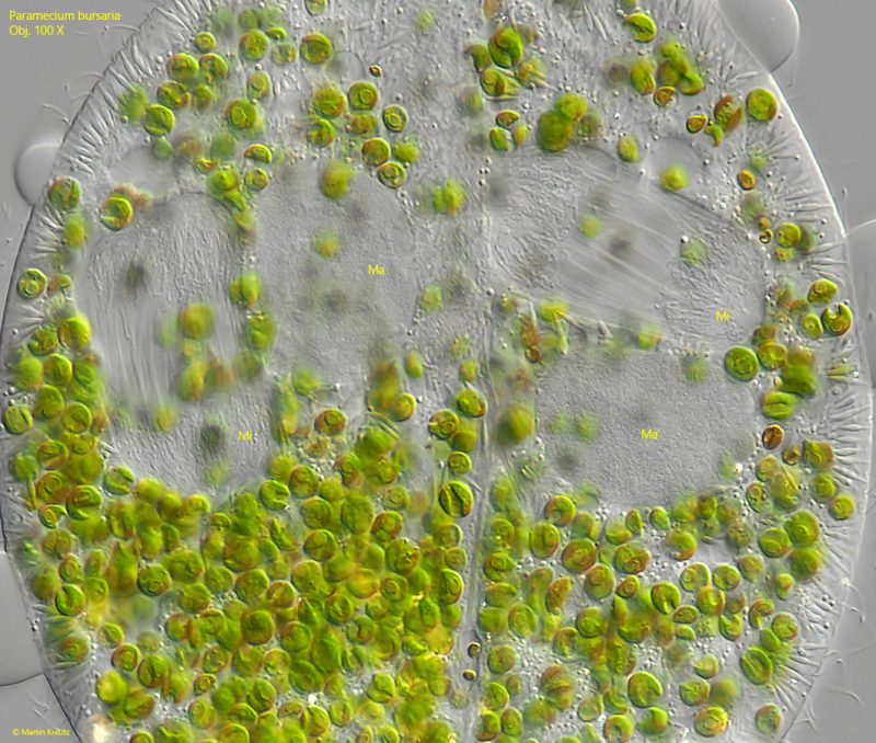 Paramecium bursaria – Real Micro Life