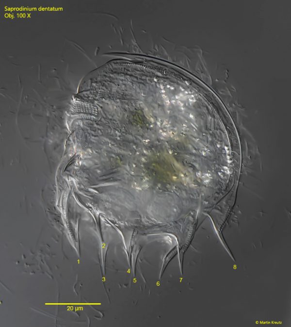 Saprodinium dentatum – Real Micro Life