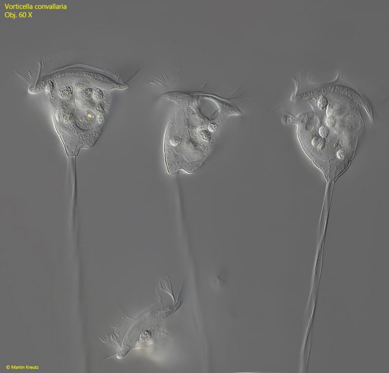 Vorticella convallaria – Real Micro Life