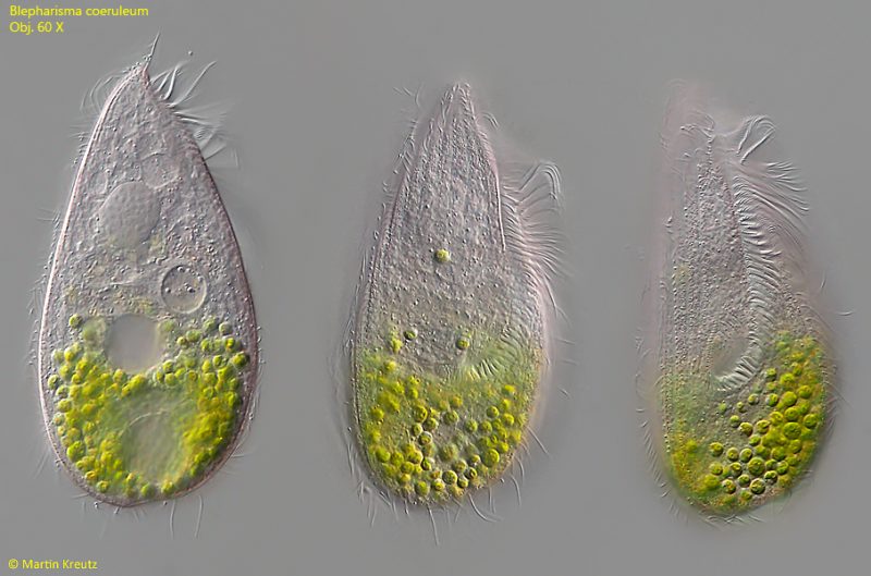 Blepharisma coeruleum – Real Micro Life