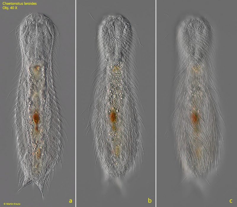 Chaetonotus laroides – Real Micro Life