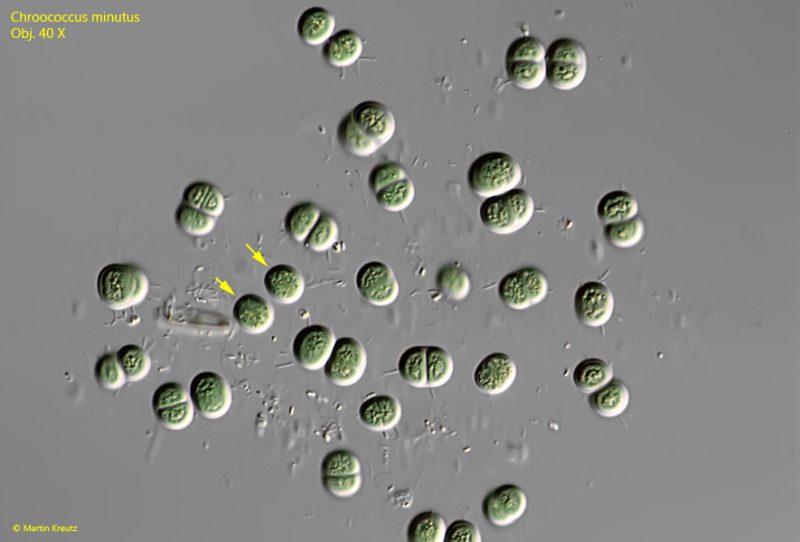 Chroococcus minutus – Real Micro Life