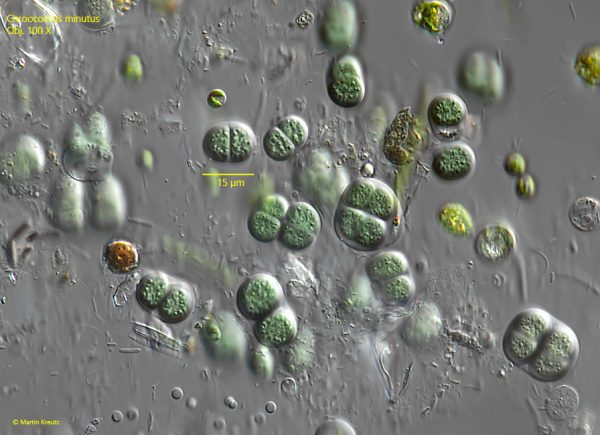Chroococcus minutus – Real Micro Life