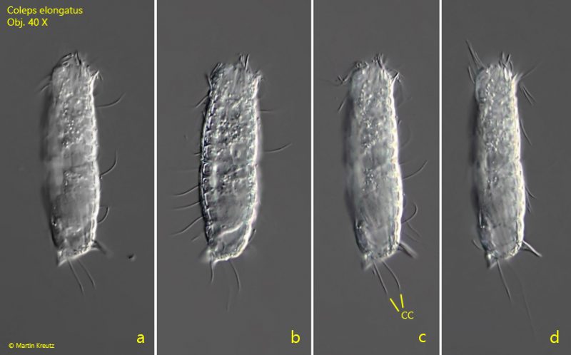 Coleps elongatus – Real Micro Life