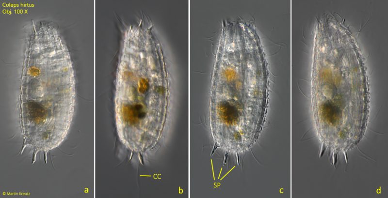 Coleps hirtus – Real Micro Life