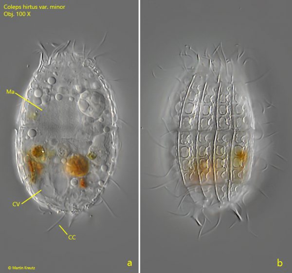 Coleps hirtus var. minor – Real Micro Life