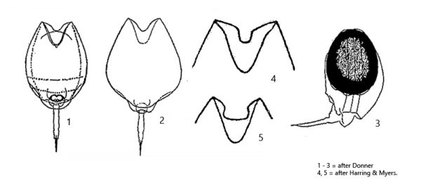Lecane bulla – Real Micro Life