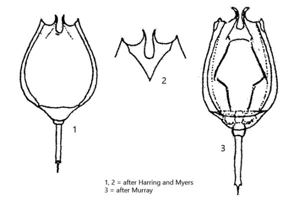 Lecane quadridentata – Real Micro Life
