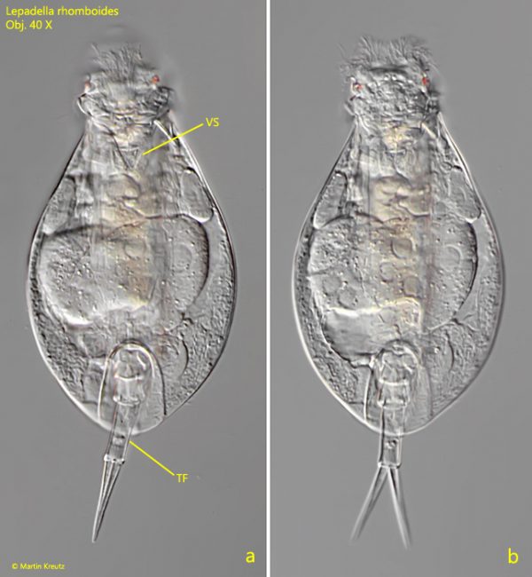 Lepadella rhomboides – Real Micro Life