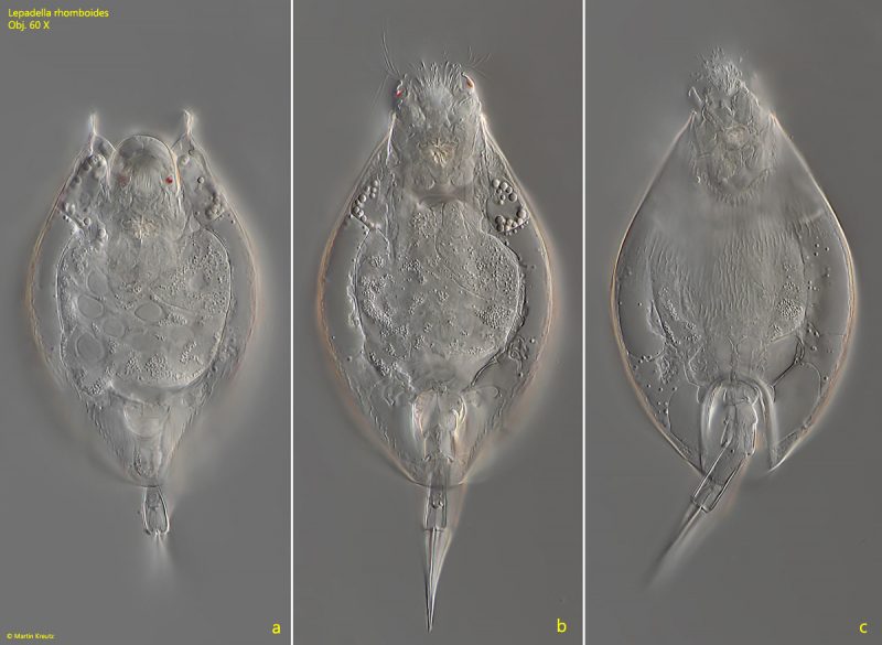 Lepadella rhomboides – Real Micro Life