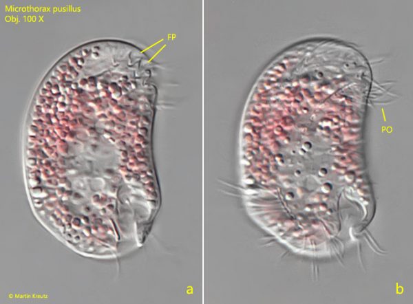 Microthorax pusillus – Real Micro Life