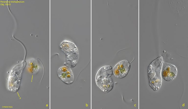 Peranema trichophorum – Real Micro Life