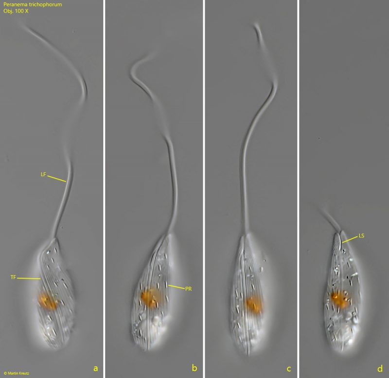 Peranema trichophorum – Real Micro Life
