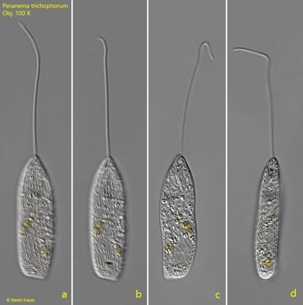 Peranema trichophorum – Real Micro Life