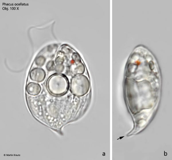 Phacus ocellatus – Real Micro Life