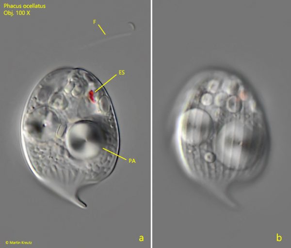 Phacus ocellatus – Real Micro Life