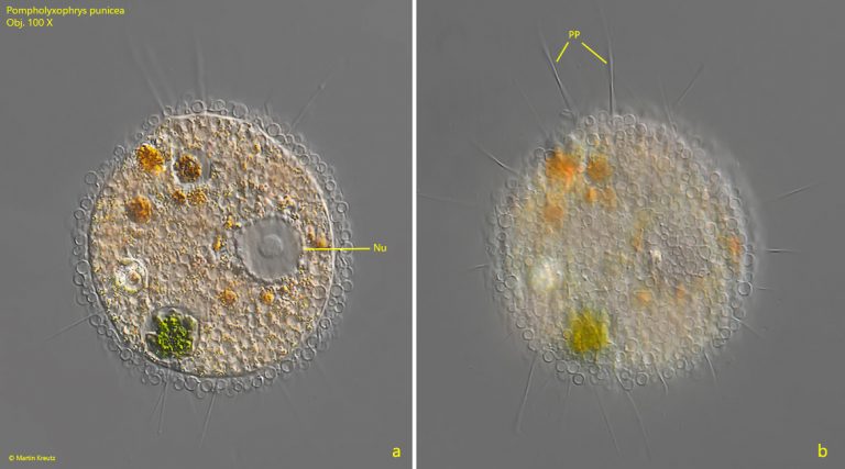Pompholyxophrys punicea – Real Micro Life