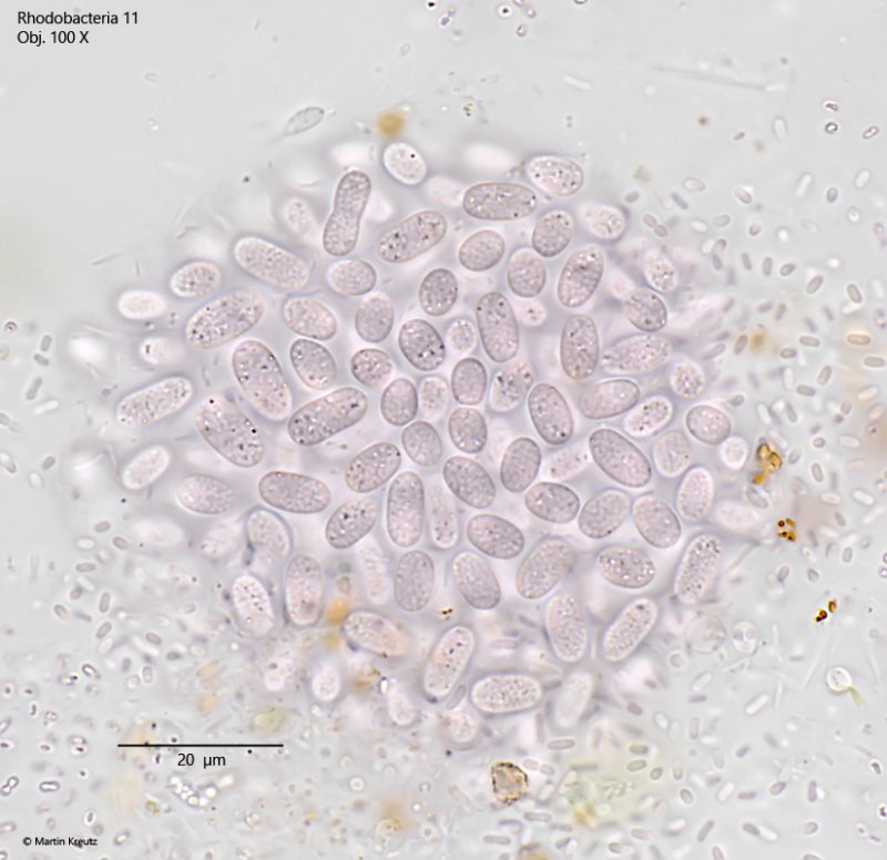 Rhodobacteria 11 – Real Micro Life